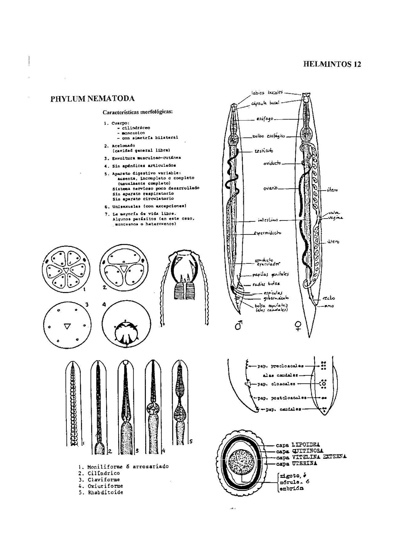 ESQUEMAS HELMINTOS 2 - Esquemas y mapas conceptuales de Parasitología ...