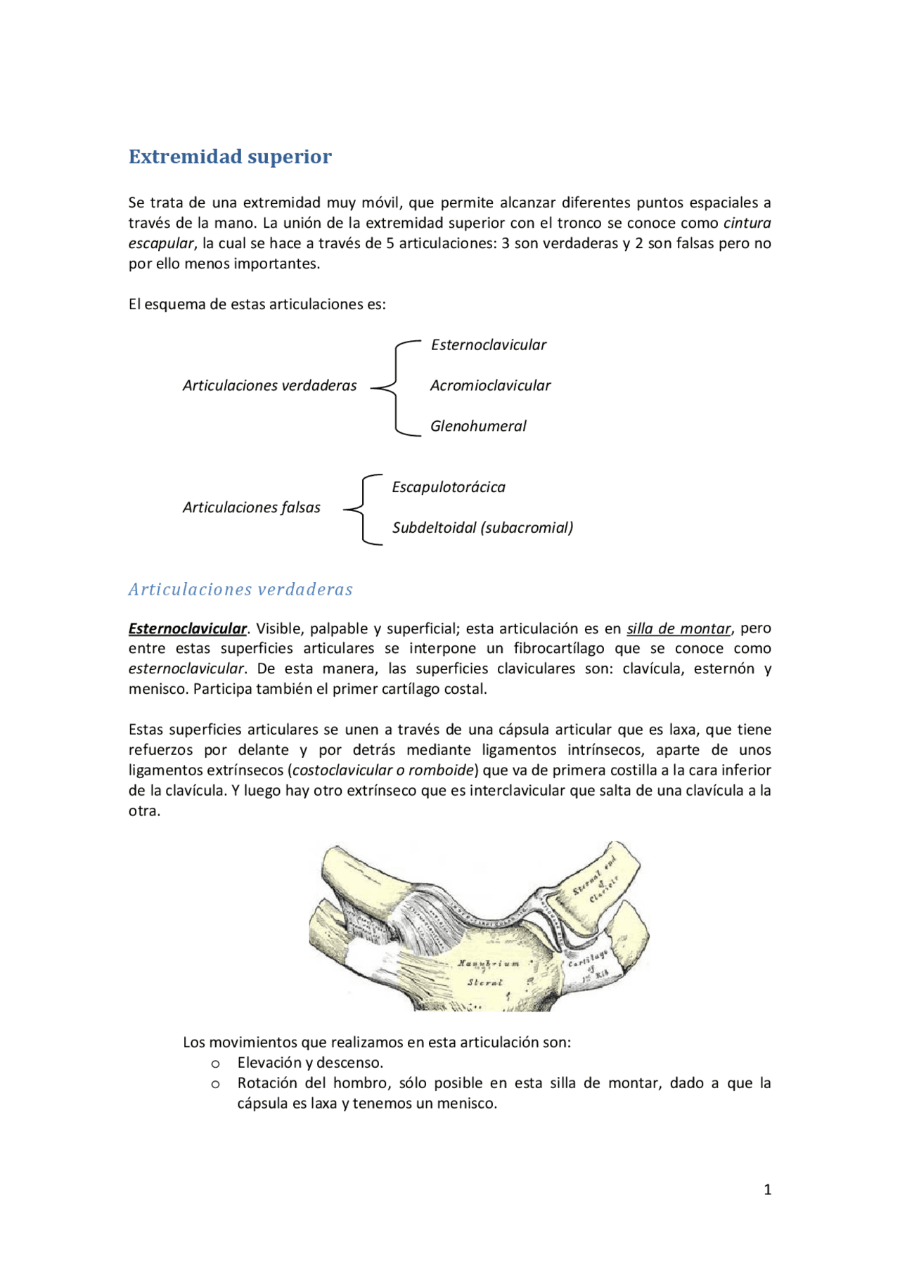 Anatomía de la Extremidad Superior. - Apuntes de Anatomía - Docsity
