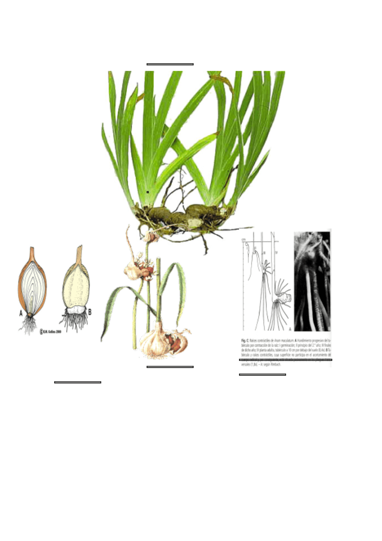 Modificaciones del cormo - Apuntes de Botánica y Agronomía - Docsity
