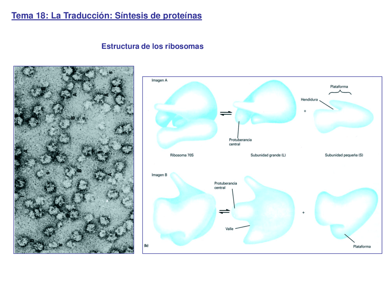 Síntesis de proteínas: estructura de los ribosomas - Apuntes de ...