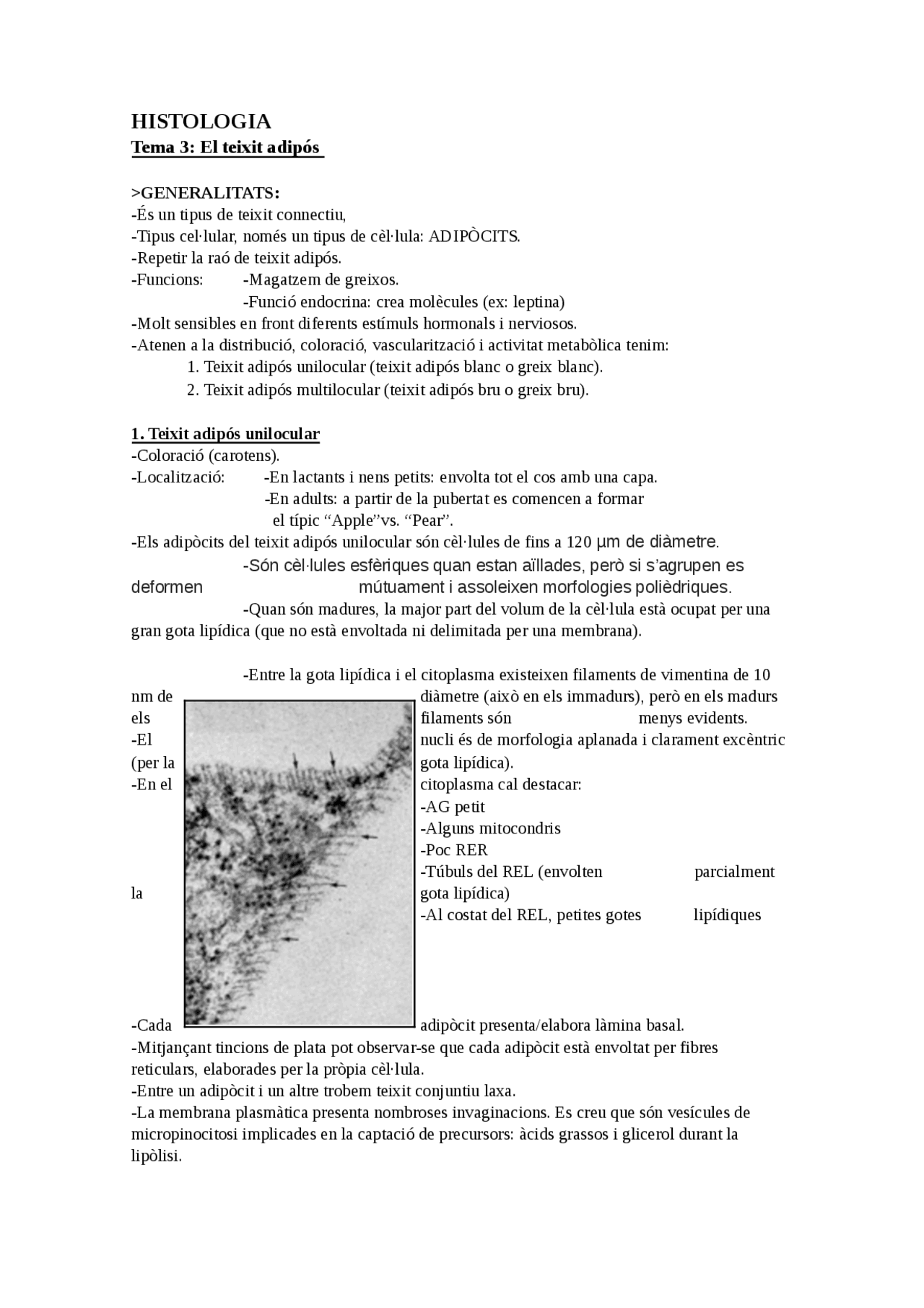 Histologia Teixit adipós - Apuntes de Histología - Docsity