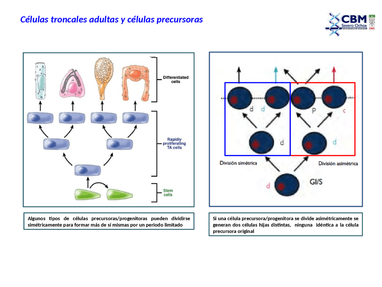 Células troncales adultas y células precursoras Algunos t - Apuntes de ...