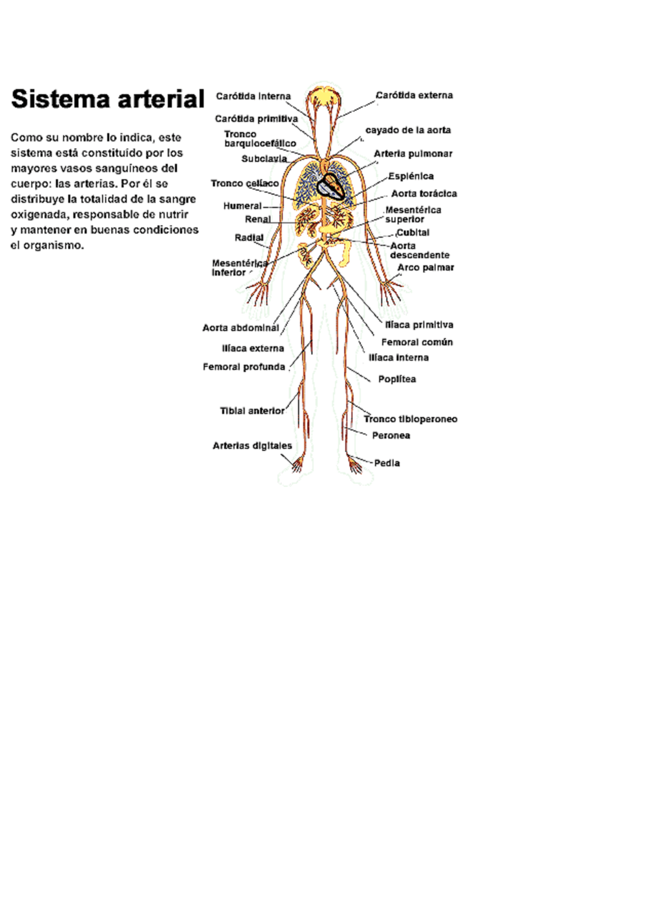 Sistema arterial - Apuntes de Anatomía - Docsity