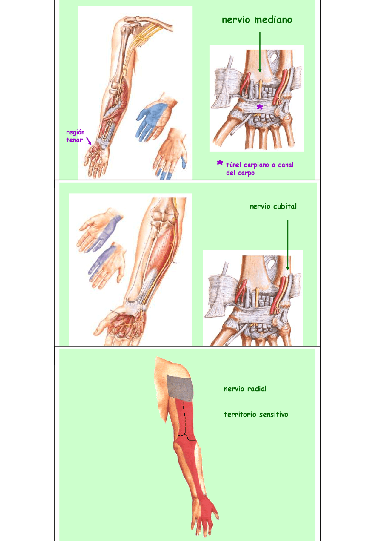 Anatomiia humana - Apuntes de Anatomía - Docsity