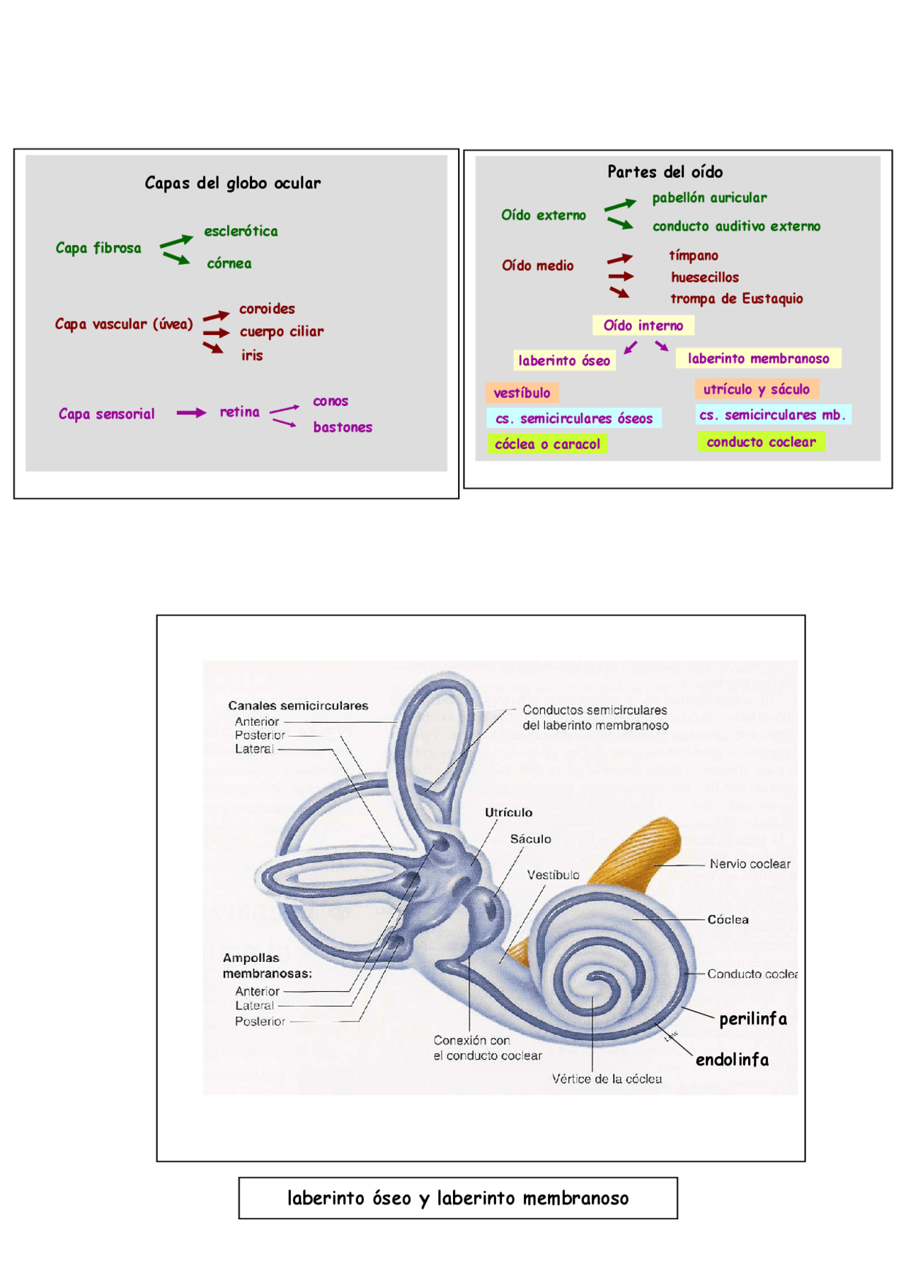 Laberinto óseo y laberinto membranoso - Apuntes de Anatomía | Docsity