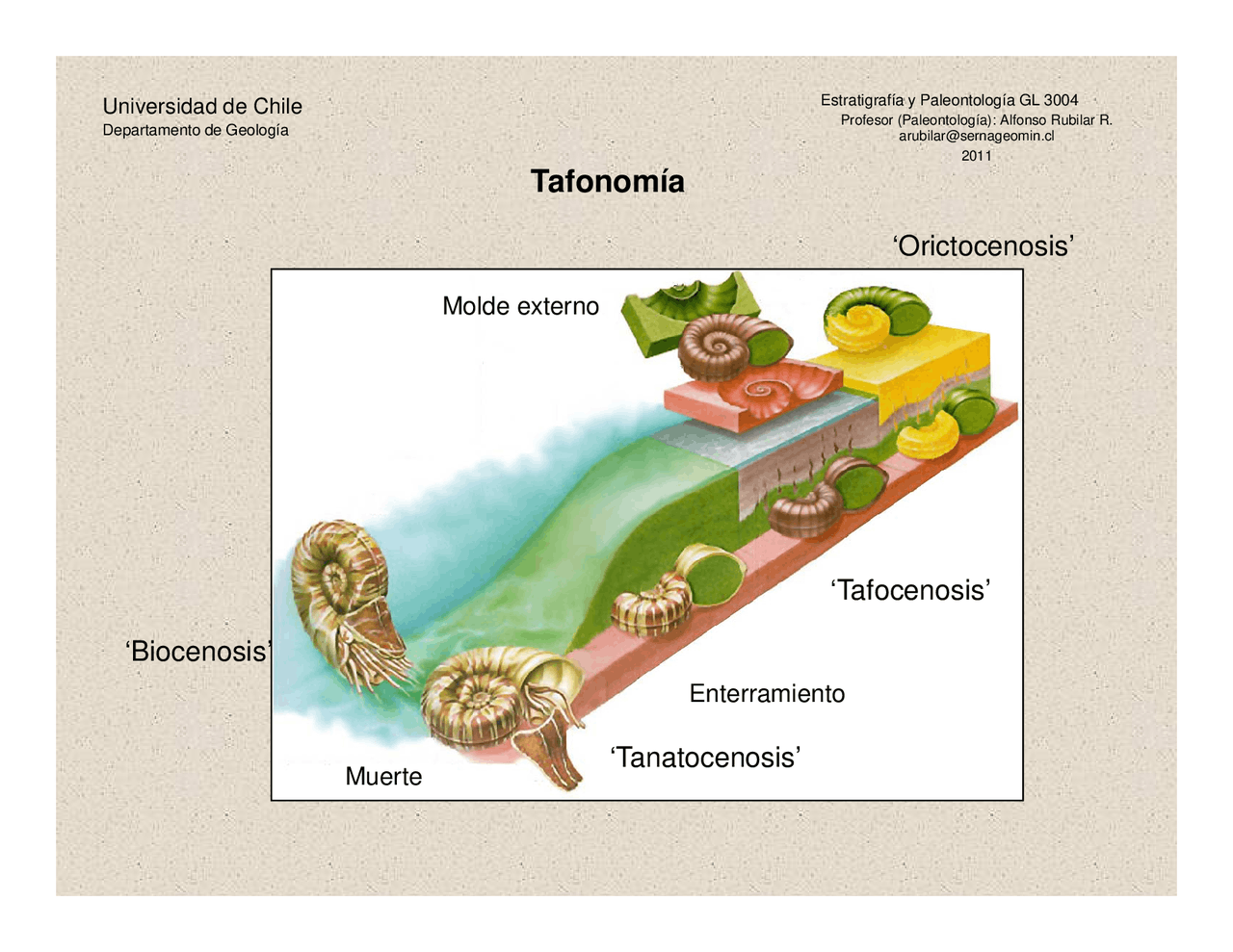 Tafonomia - Apuntes de Paleontología - Docsity