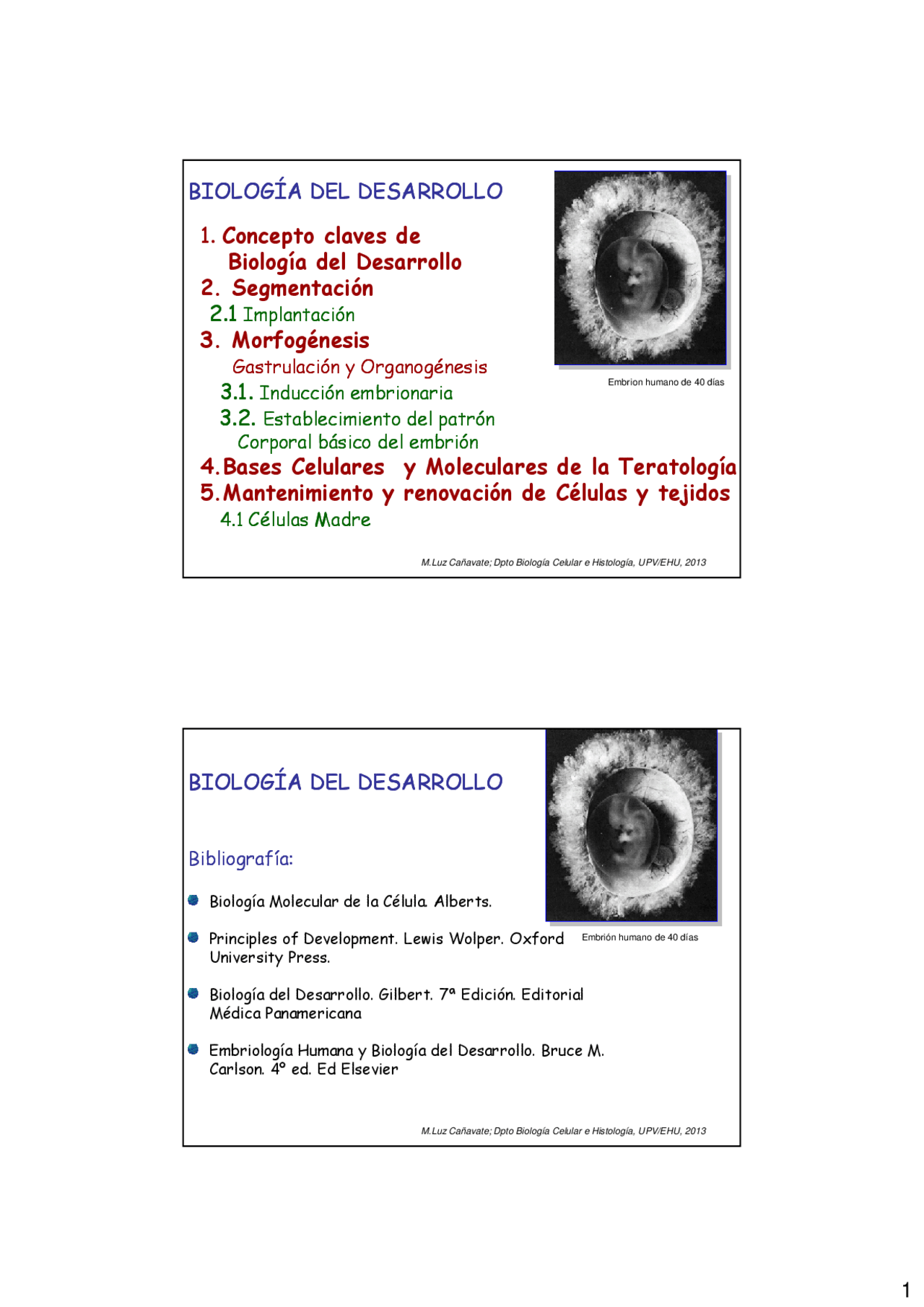 Biología del Desarrollo Entre la fecundación y el nacimiento el huevo ...