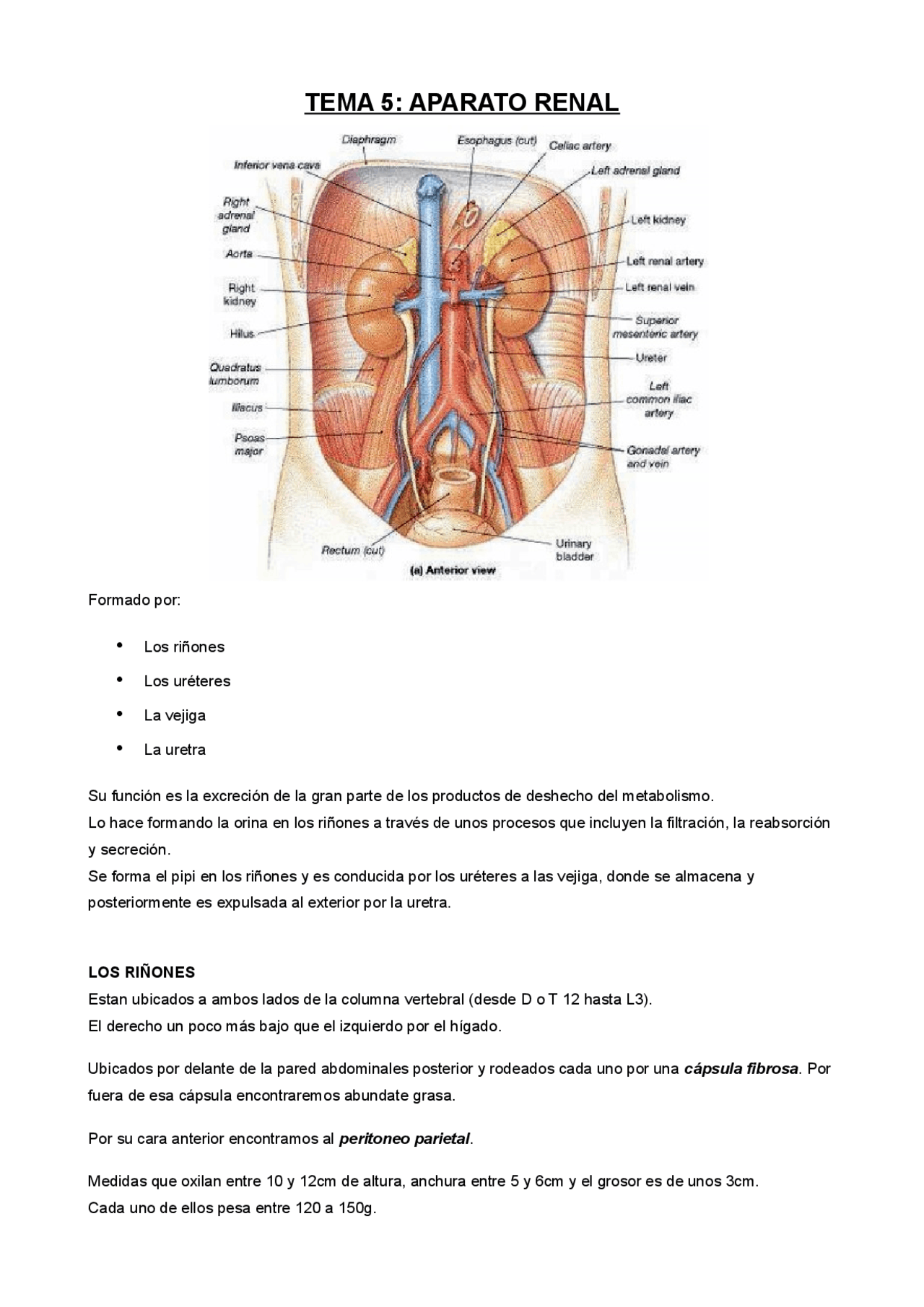 Aparato renal - Apuntes de Anatomía - Docsity