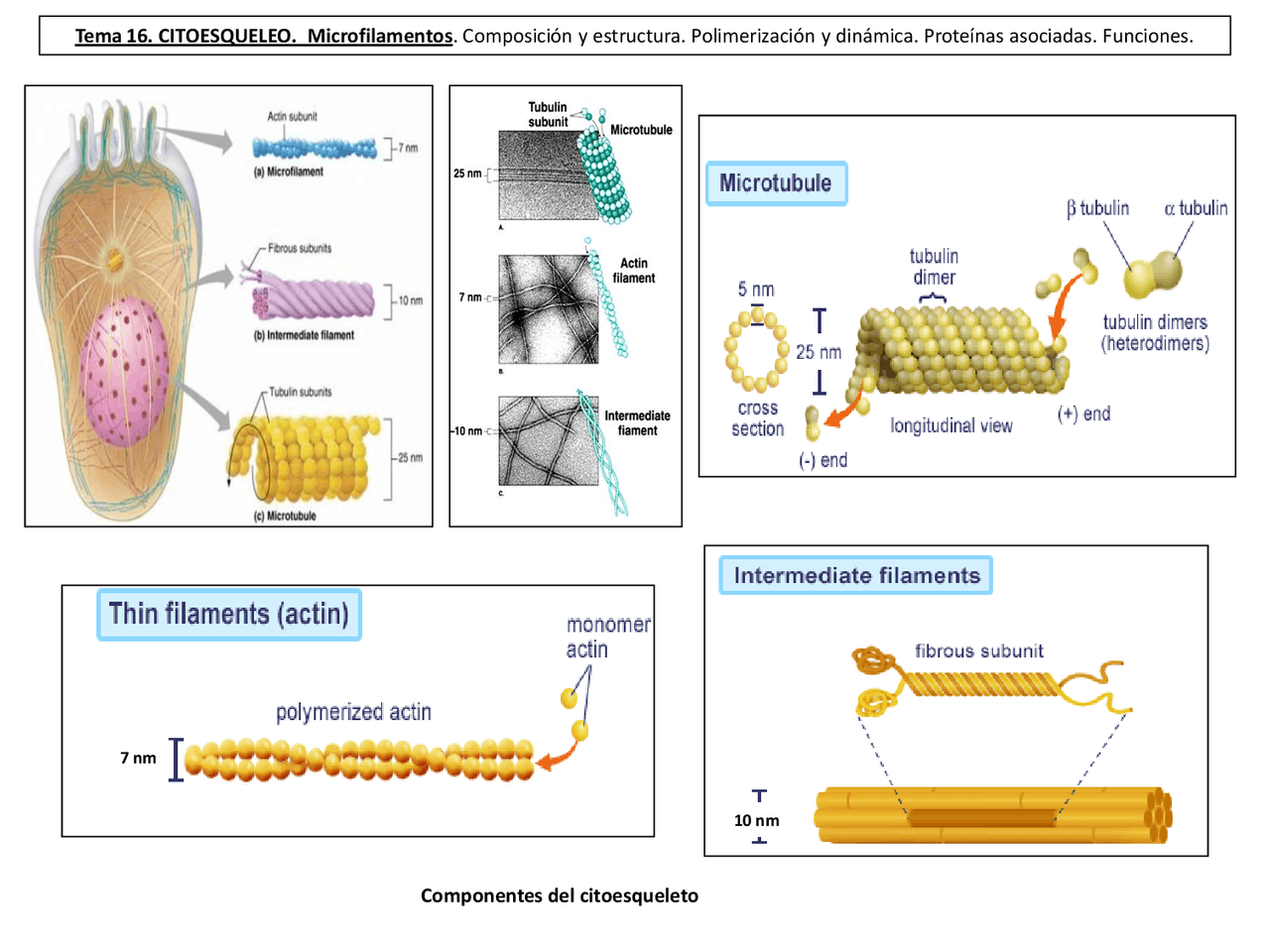 Citoesqueleo: microfilamentos, composición y estructura, polimerización ...