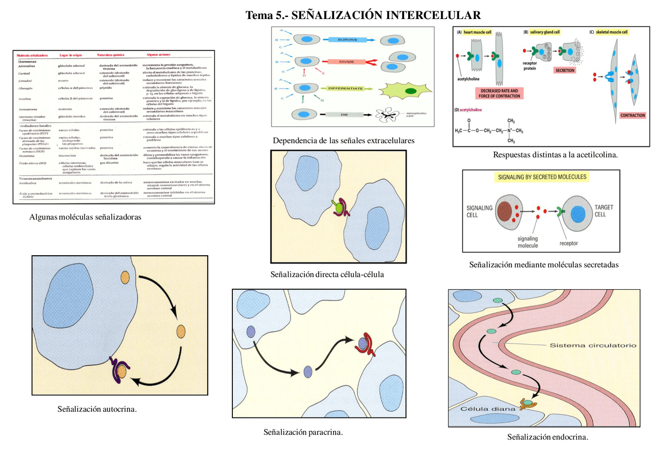 Tema 5 Señalización Intercelular Señaliza Apuntes De Biología Docsity
