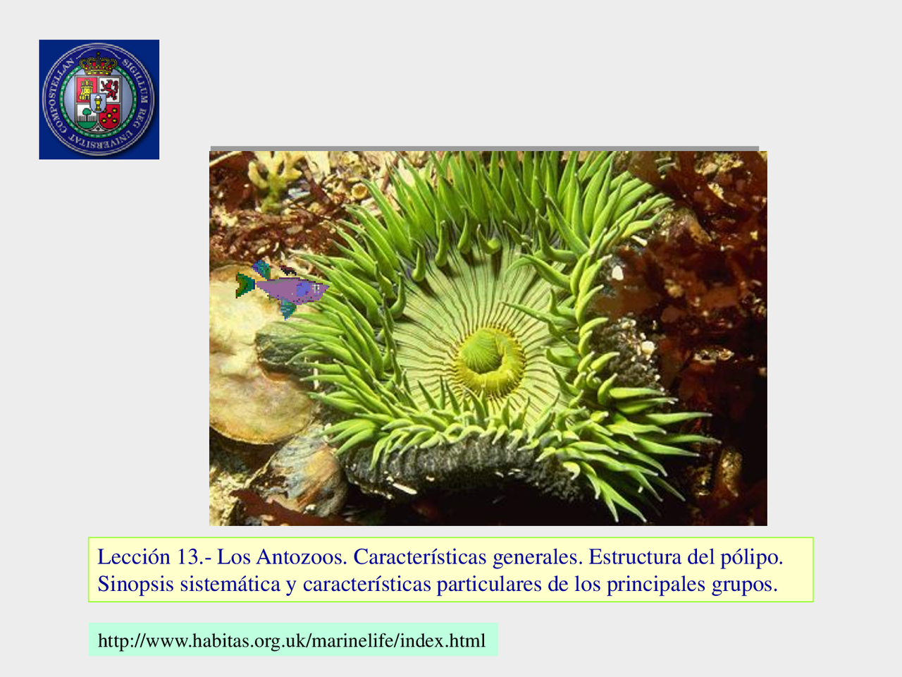 Lección 13.- Los Antozoos. Características generales. Estructura del ...