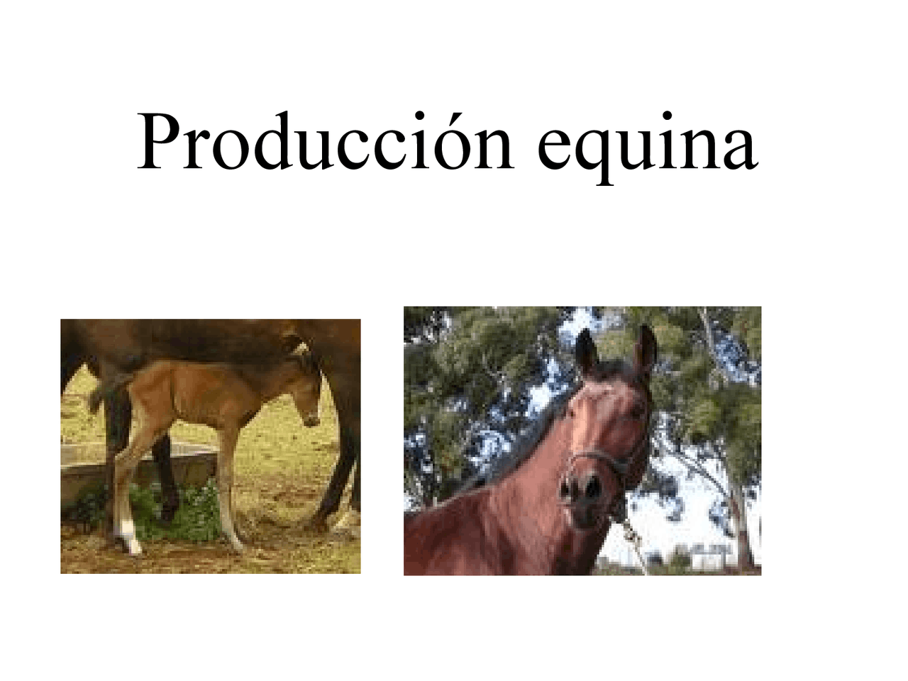 Producción equina PorcinoAviarBovinoOvino-CaprinoConejoEquino - Apuntes ...