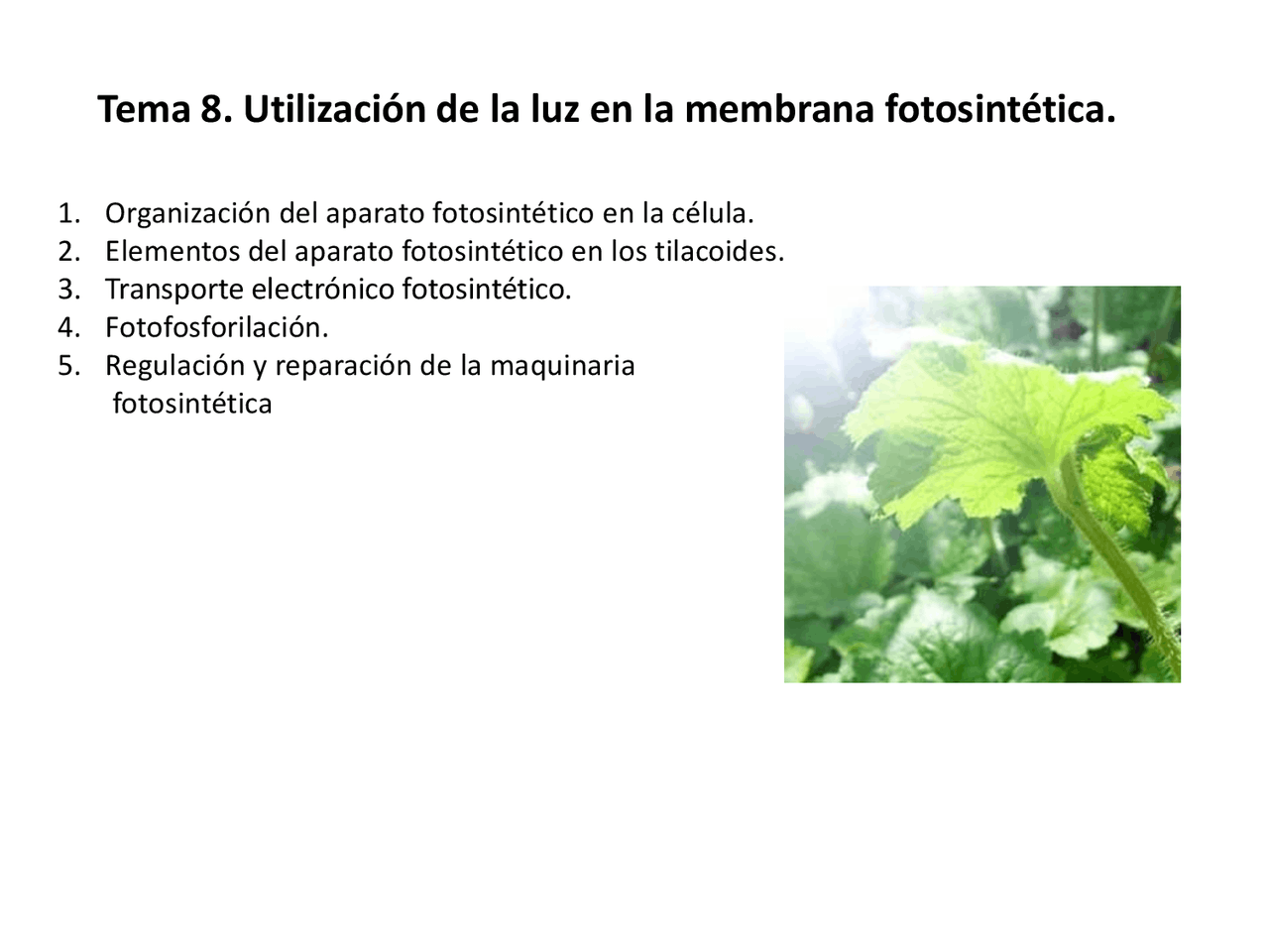 Fisio veg - Apuntes de Fisiología de las Plantas - Docsity
