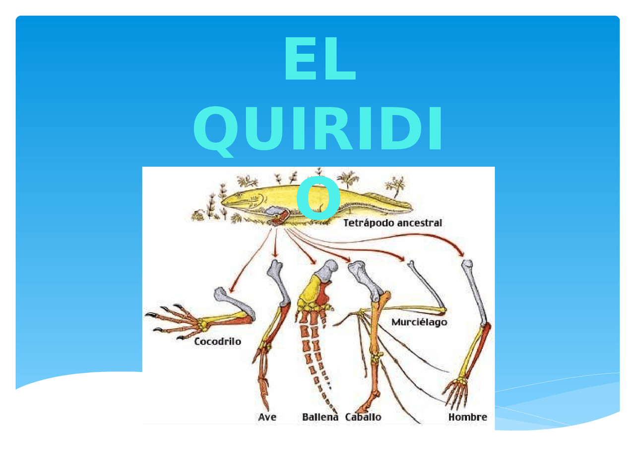 EL QUIRIDIO El quiridio - Apuntes de Zoología | Docsity