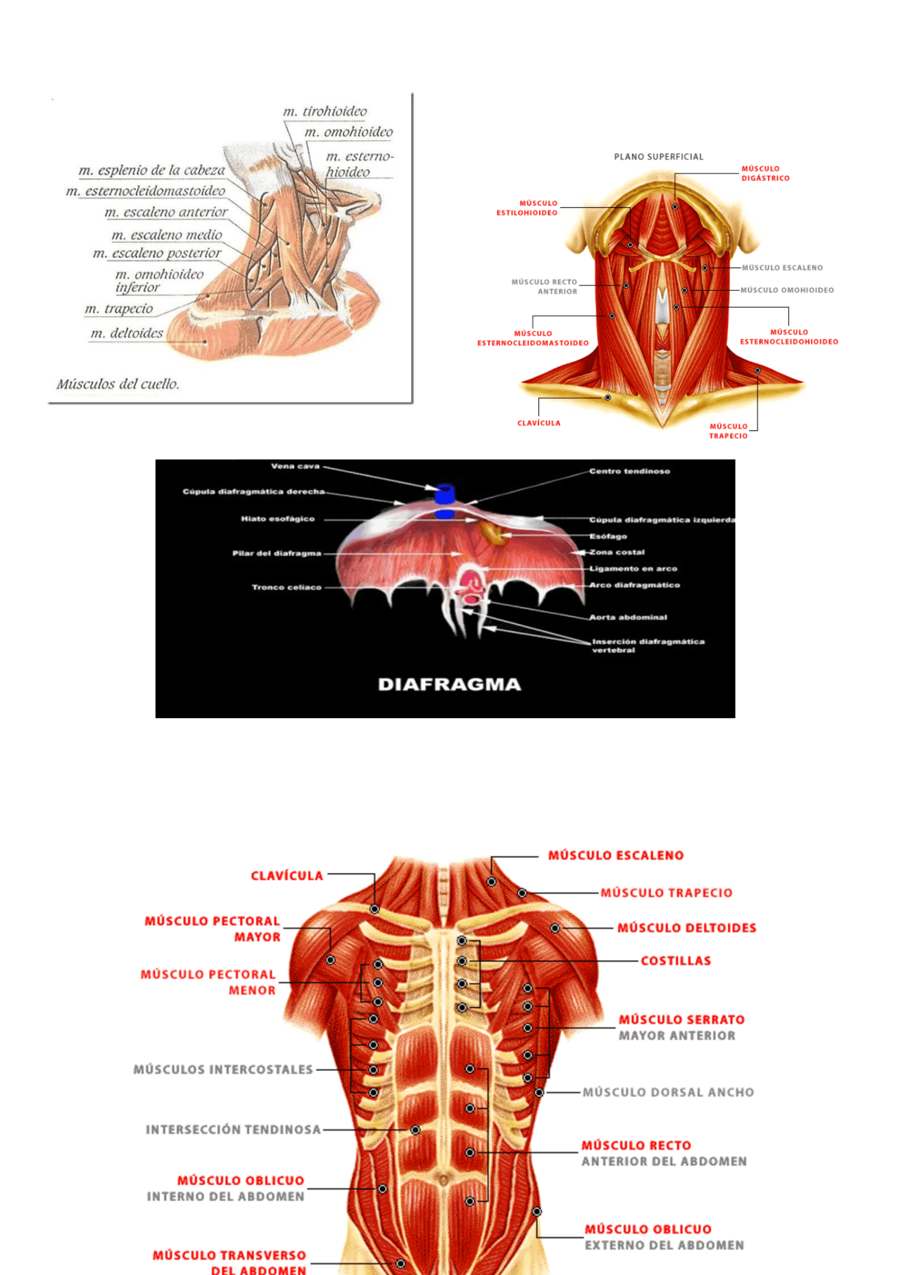 ANATOMIA PRACTICA 6 musculos torso - Ejercicios de Enfermería - Docsity