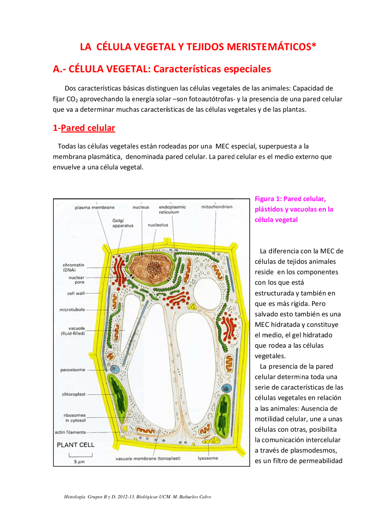 Celula vegetal - Apuntes de Biología Celular - Docsity