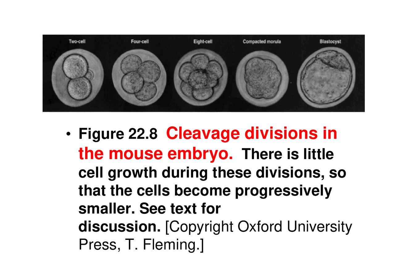 Cleavage divisions in the mouse embryo - Apuntes de Biología Celular ...