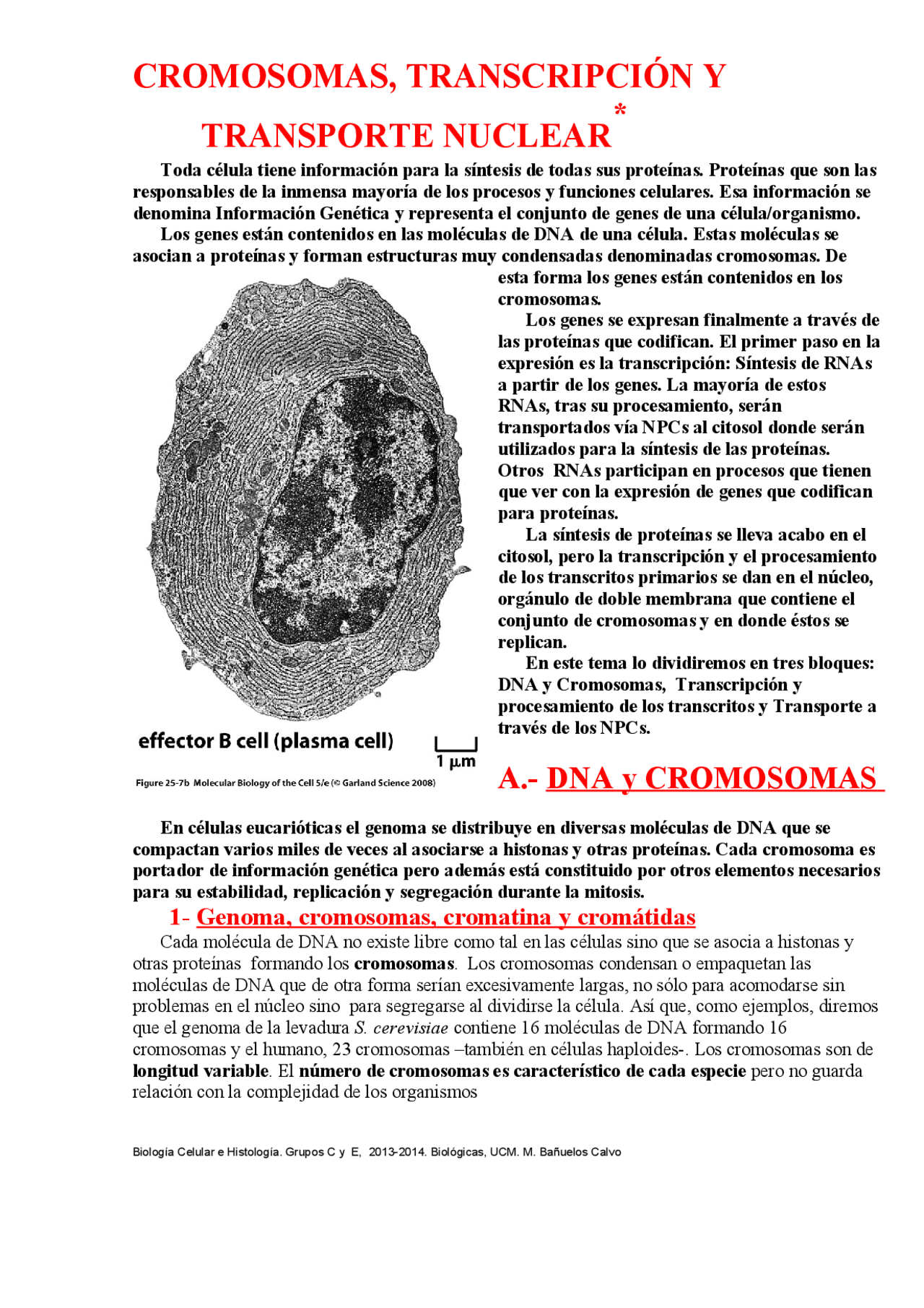 CROMOSOMAS, TRANSCRIPCIÓN Y TRANSPORTE NUCLEAR Toda célula tiene ...