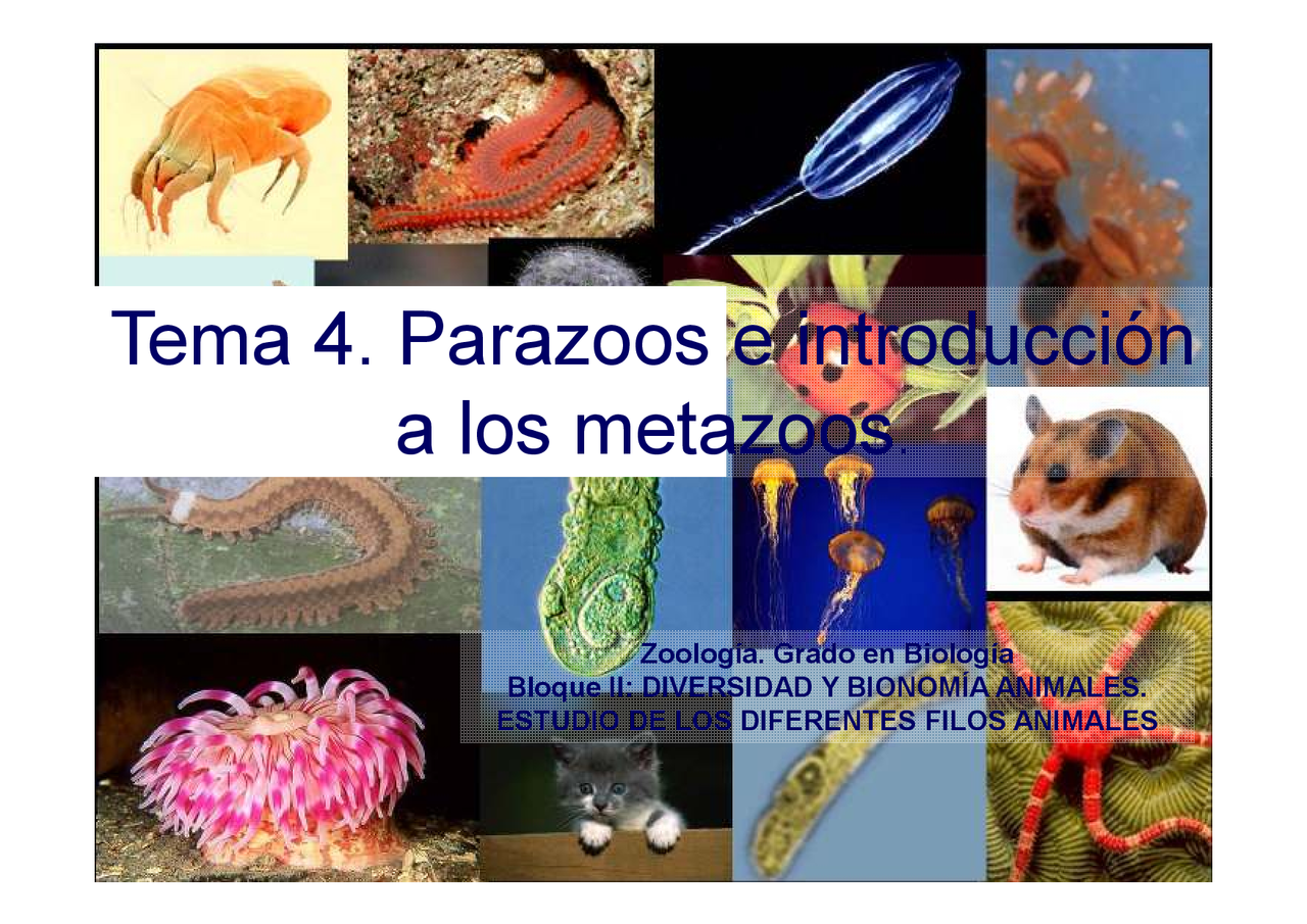 Parazoos y poriferos - Apuntes de Zoología - Docsity