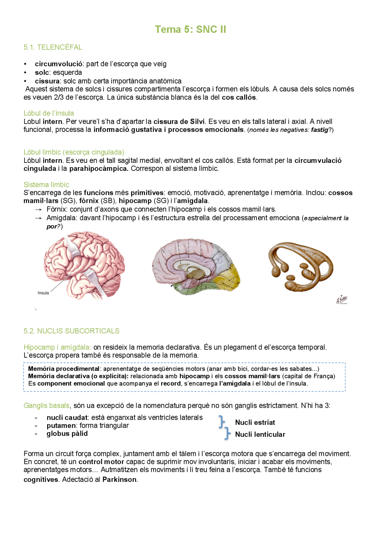 Anatomía del Sistema Nervioso Central II: Telencéfalo y Nucleos ...