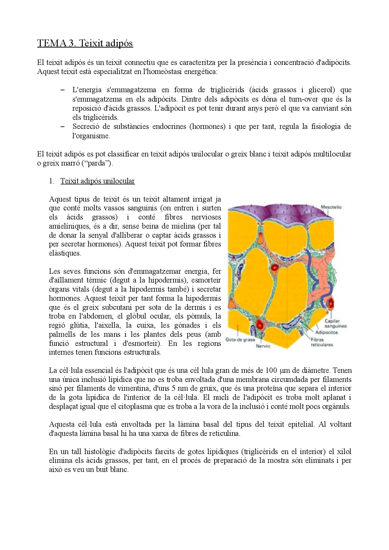 Histologia - Tema 3 (Teixit Adipós) - Apuntes de Histología - Docsity