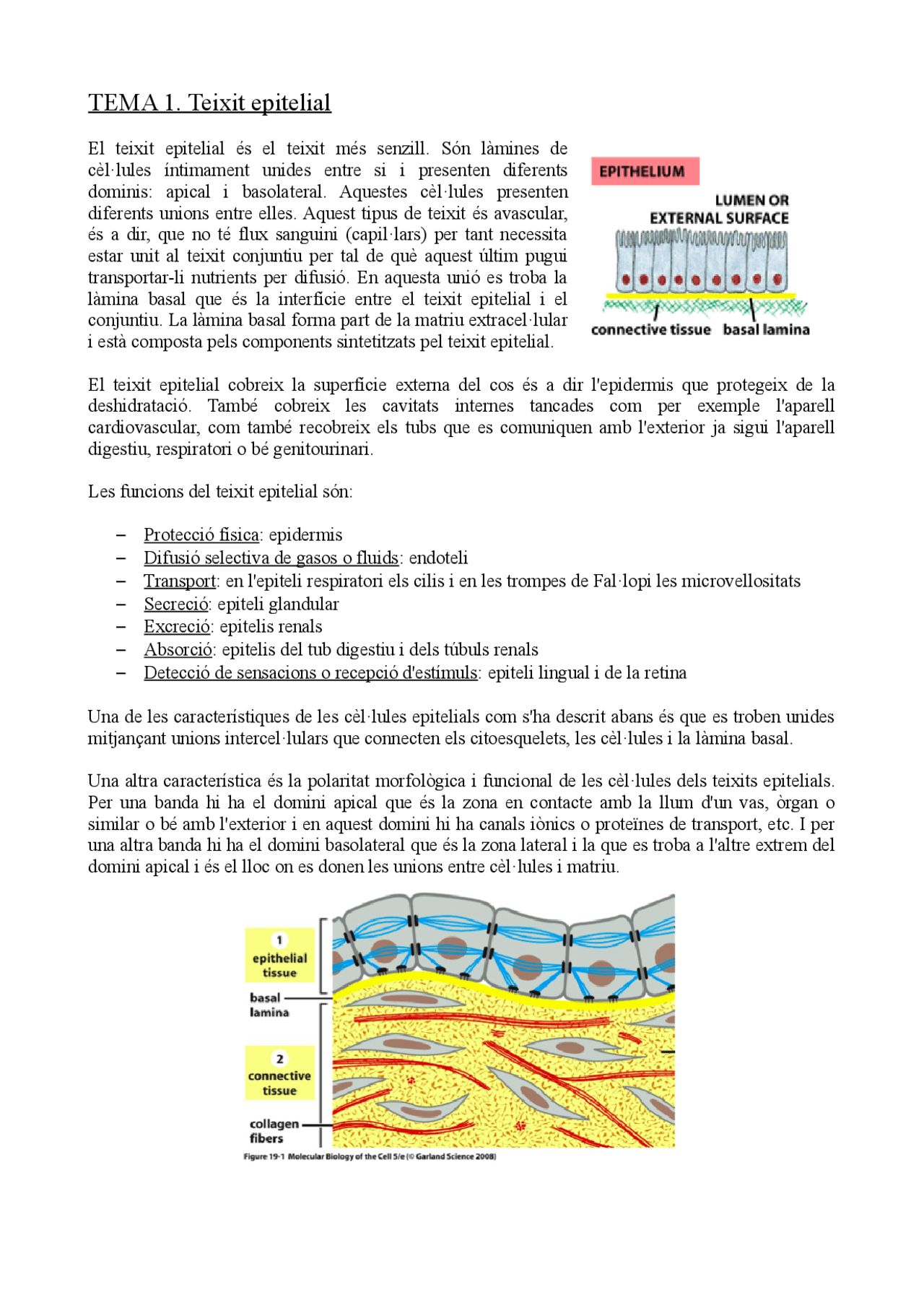 Histologia - Tema 1 (Teixit Epitelial) - Apuntes de Histología - Docsity