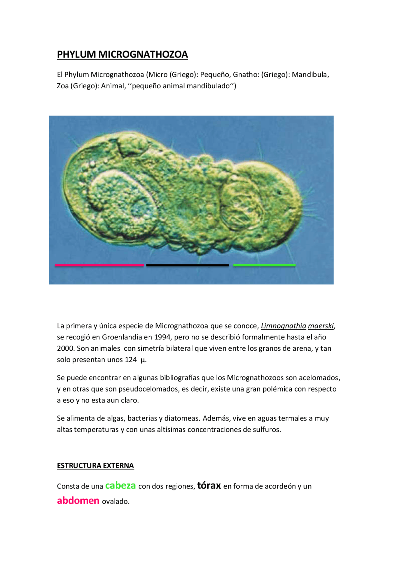 Phylum Micrognathozoa - Apuntes de Antropología Física | Docsity