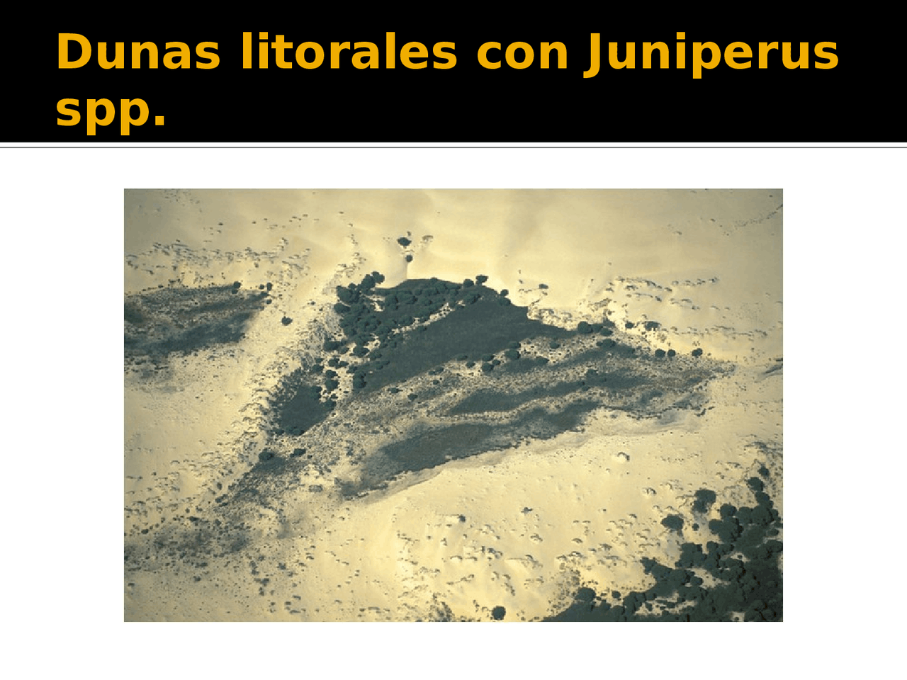 Dunas litorales con Juniperus spp. - Apuntes de Biología - Docsity