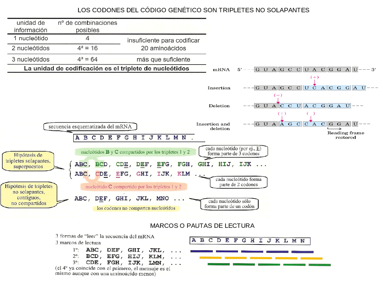 LOS CODONES DEL CÓDIGO GENÉTICO SON TRIPLETES NO SOLAPANTESMARCOS O ...