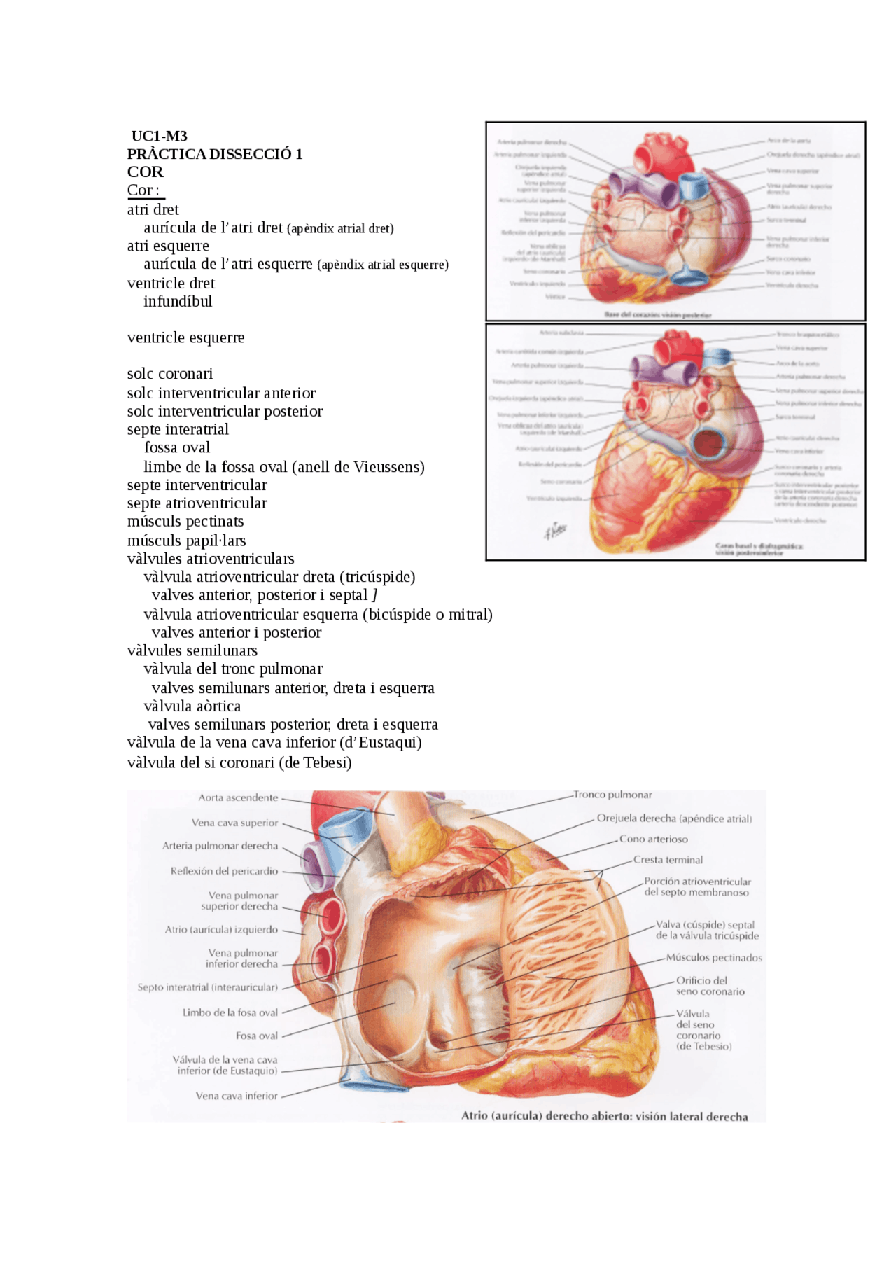 Pràctica cor - Apuntes de Anatomía - Docsity