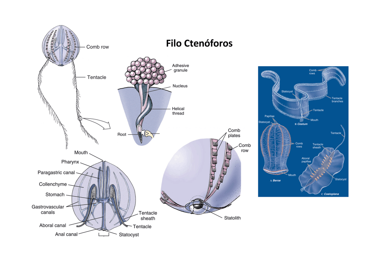 Filo Ctenóforos - Apuntes de Zoología - Docsity