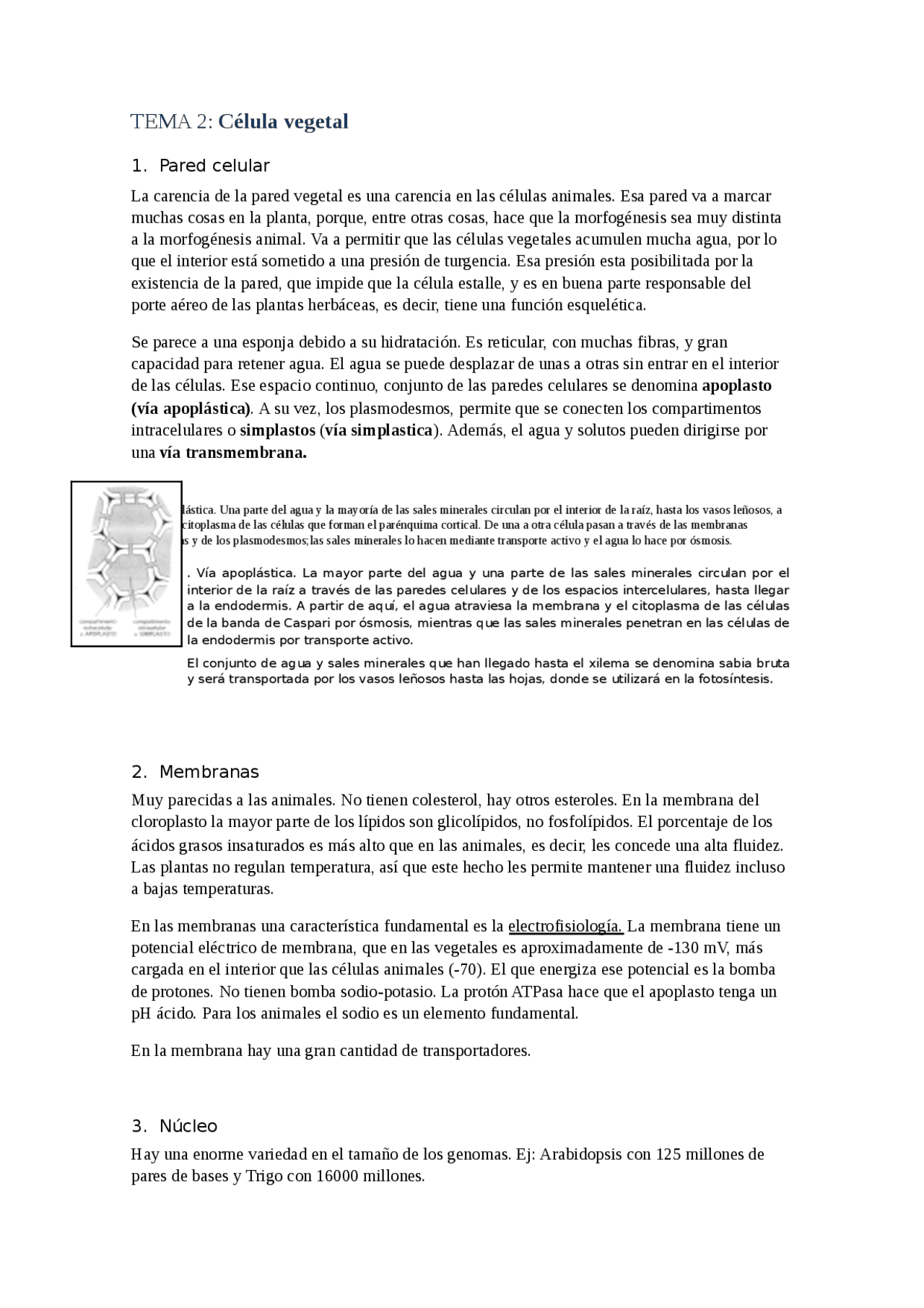 Célula vegetal y sus partes - Apuntes de Fisiología de las Plantas ...