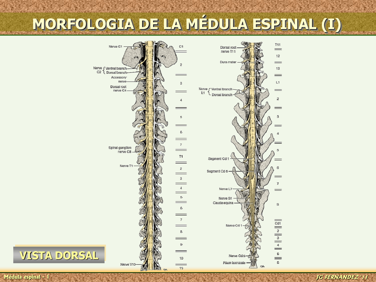 Medula espinal - Apuntes de Anatomía - Docsity