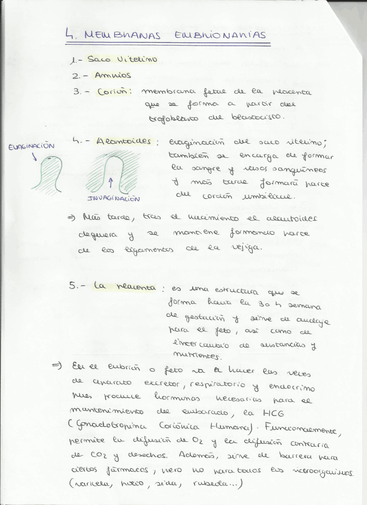 Anatomía - Apuntes de Anatomía - Docsity