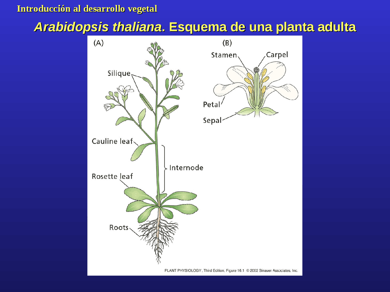 Fisio vegetal. Tema 15 - Apuntes de Fisiología de las Plantas - Docsity