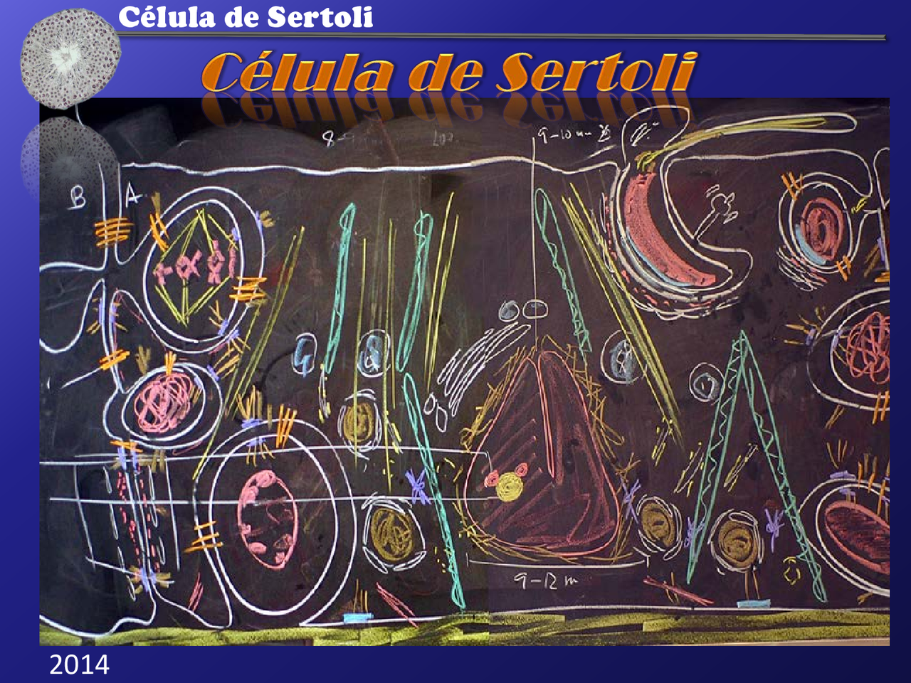 Embriología. Células de Sertoli - Apuntes de Emriología - Docsity