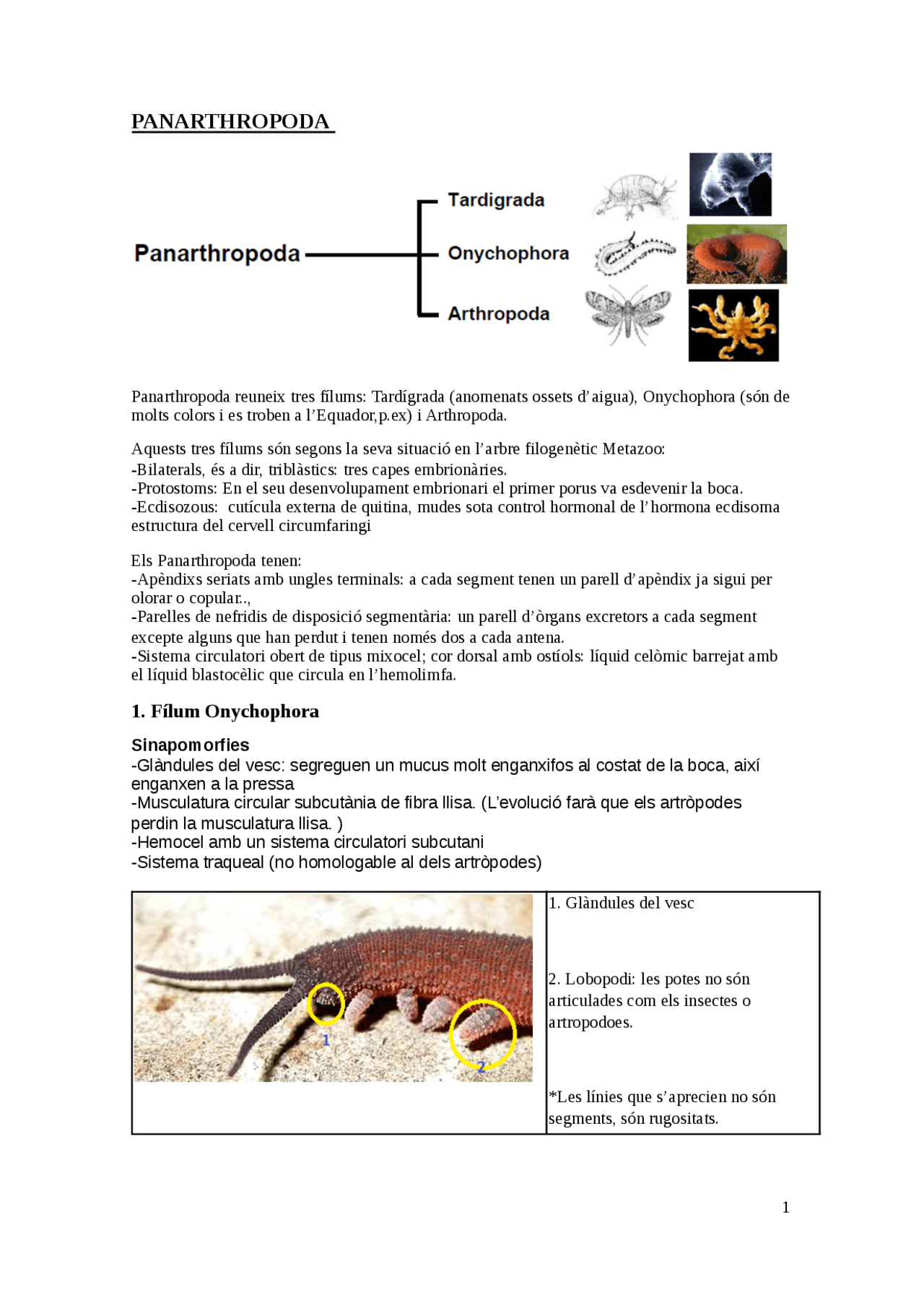 Panarthropoda reuneix tres fílums - Apuntes de Zoología - Docsity