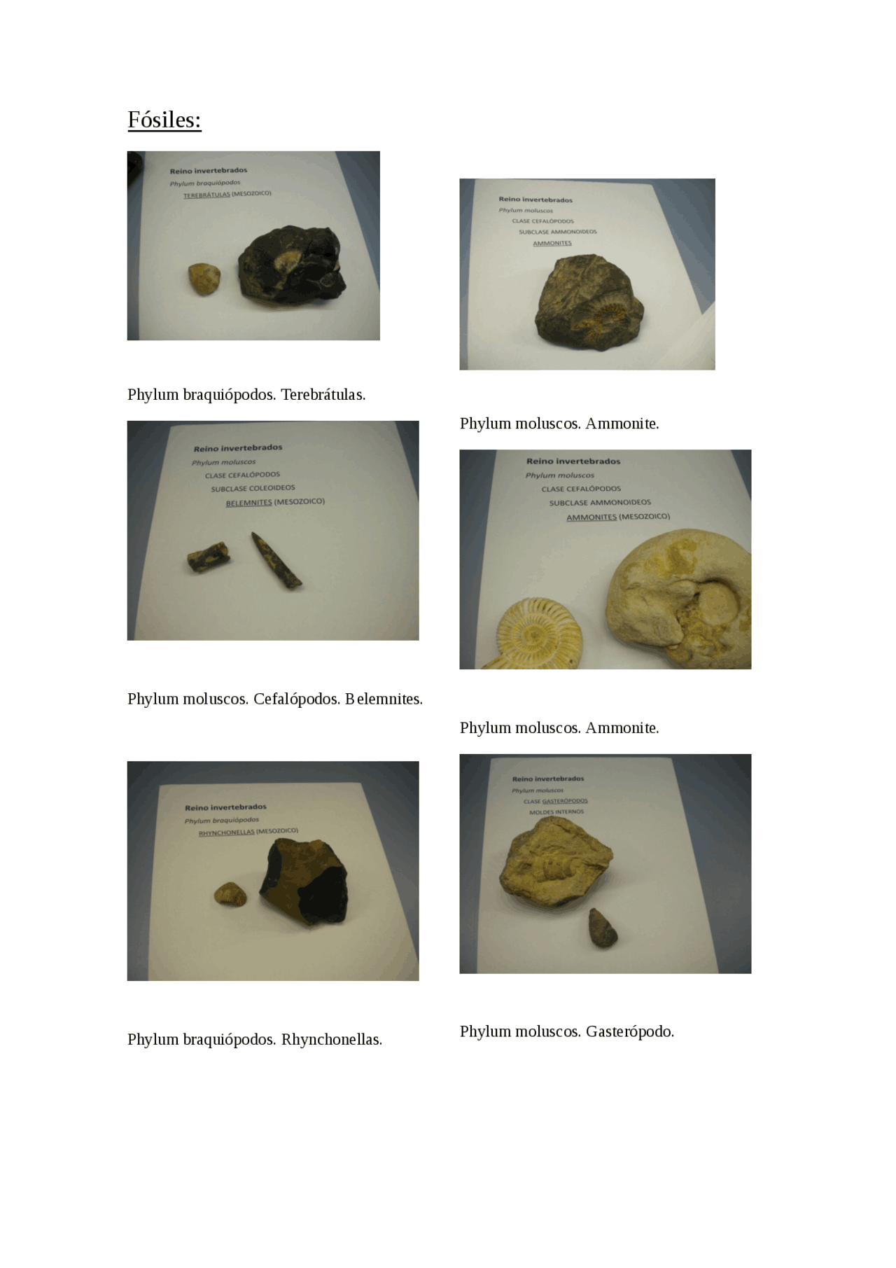 Fosiles - Apuntes de Geología - Docsity