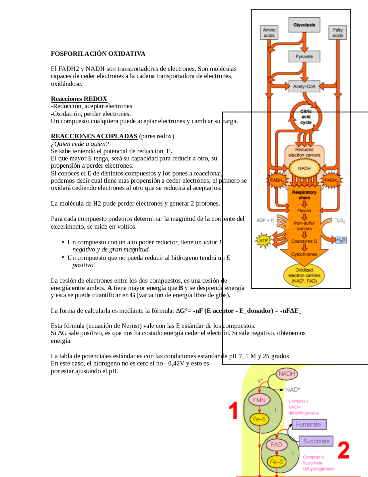 Un compuesto con un alto poder reductor - Apuntes de Bioquímica - Docsity