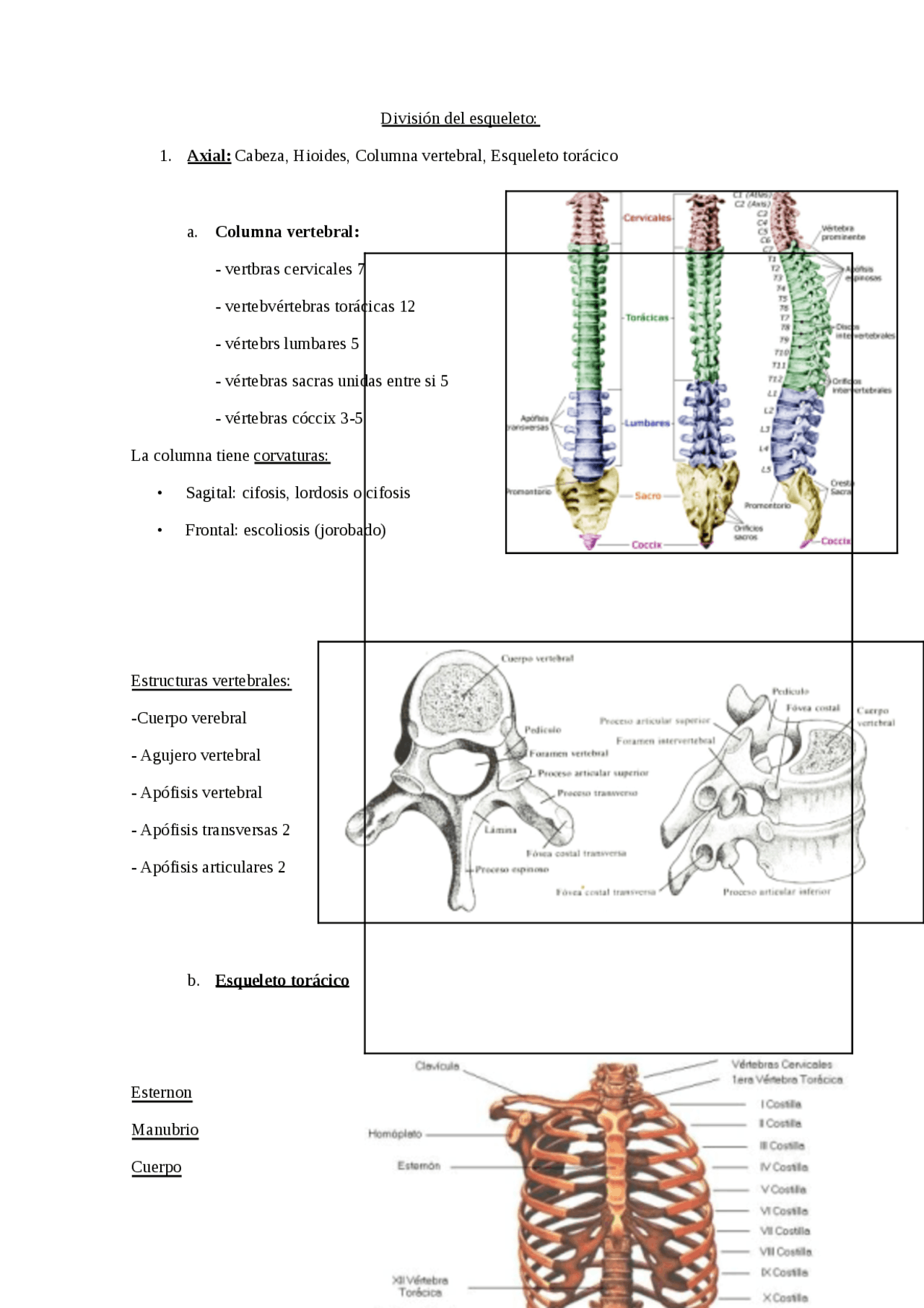 División del esqueleto - Apuntes de Fisiología Humana | Docsity