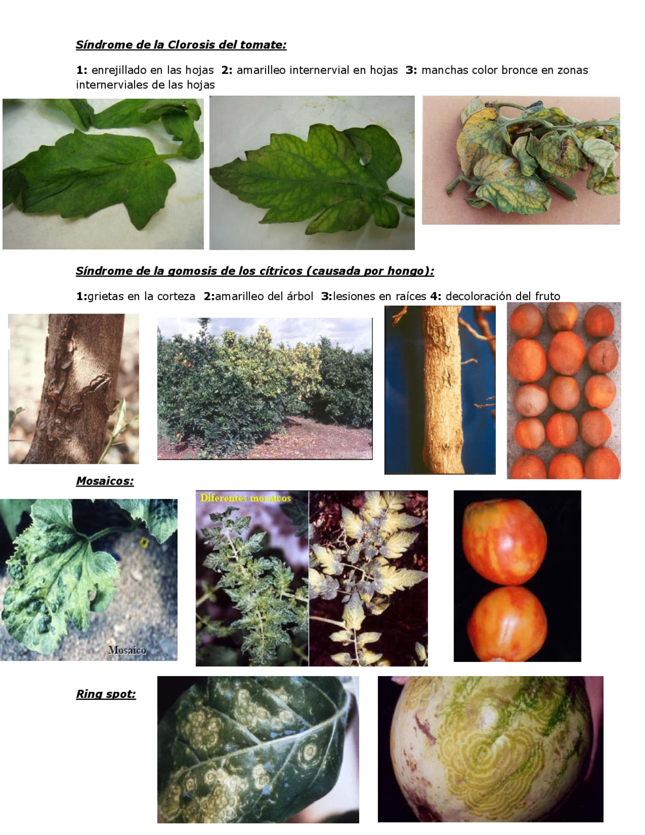 Síndrome de la Clorosis del tomate - Apuntes de Biotecnología - Docsity