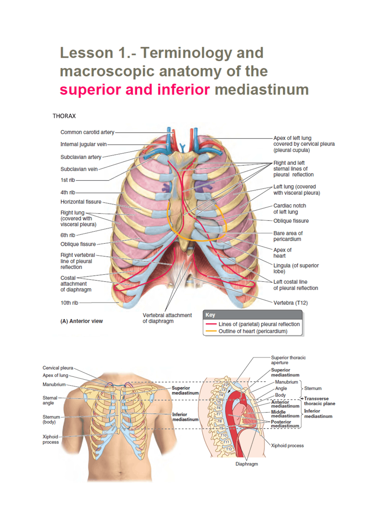 Vista general del mediastino - Apuntes de Anatomía - Docsity