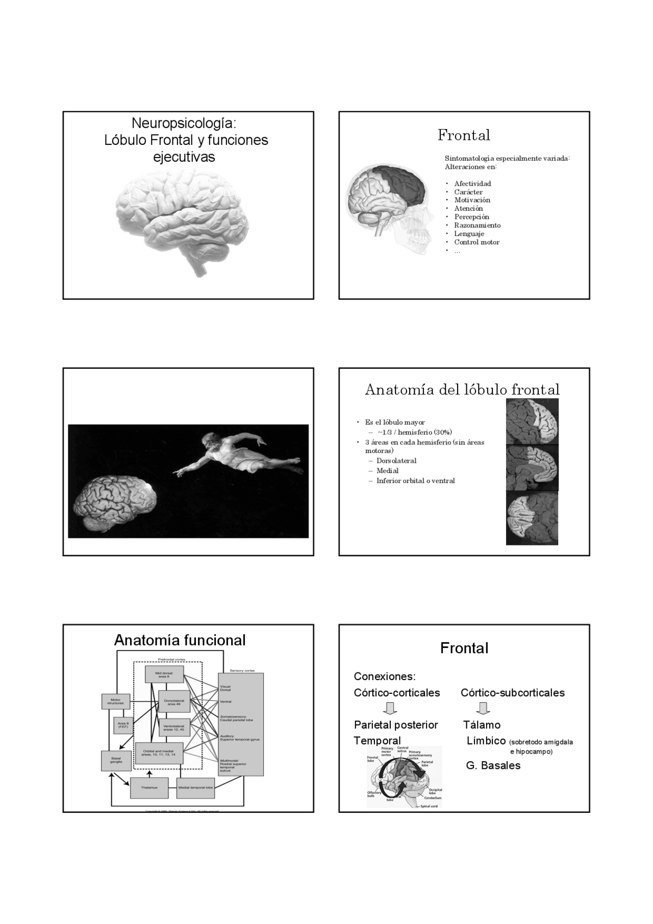 Lobul frontal anatomia - Apuntes de Neurociencia - Docsity