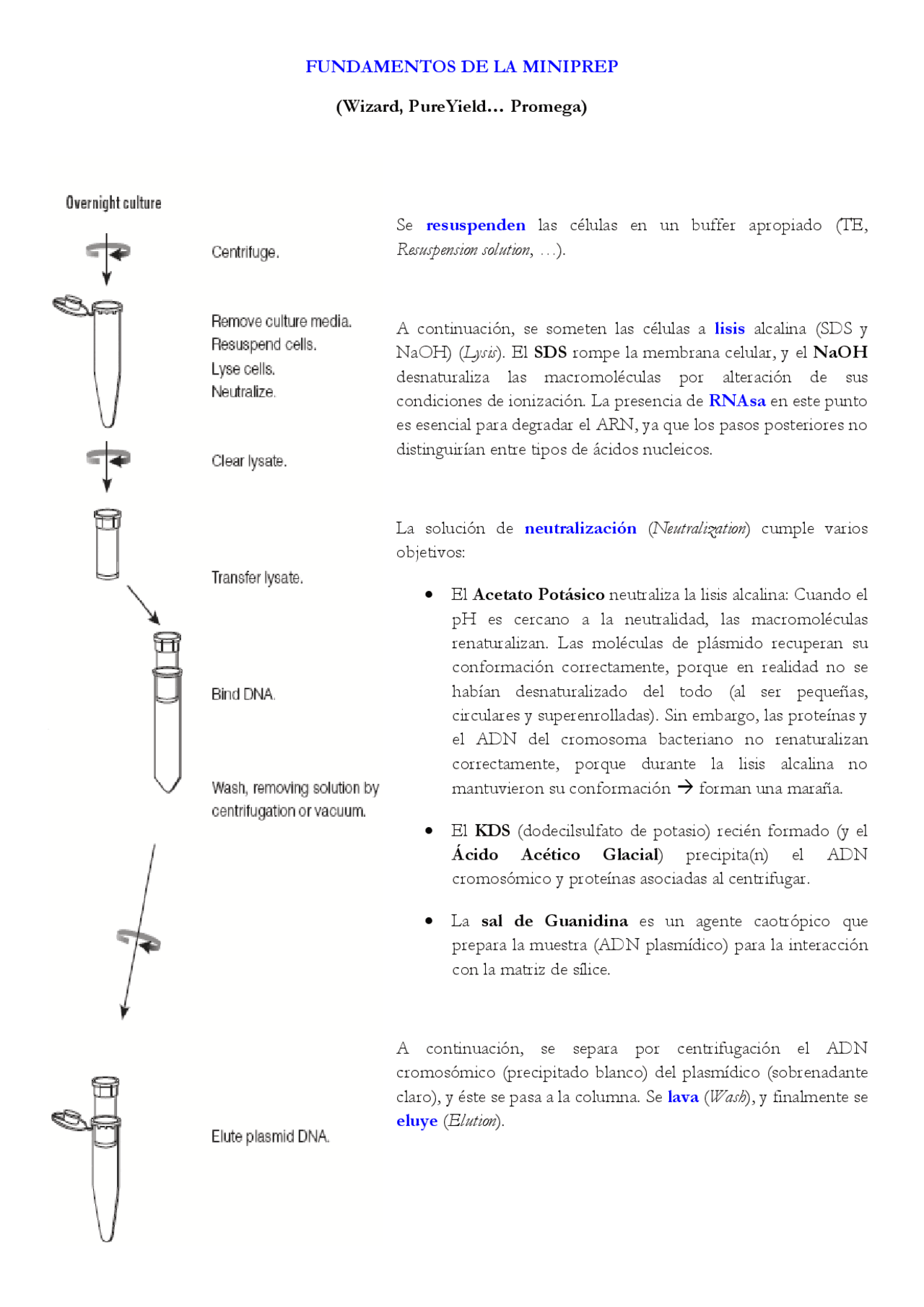 FUNDAMENTOS DE LA MINIPREP (Wizard, PureYield… Promega Se resuspenden ...