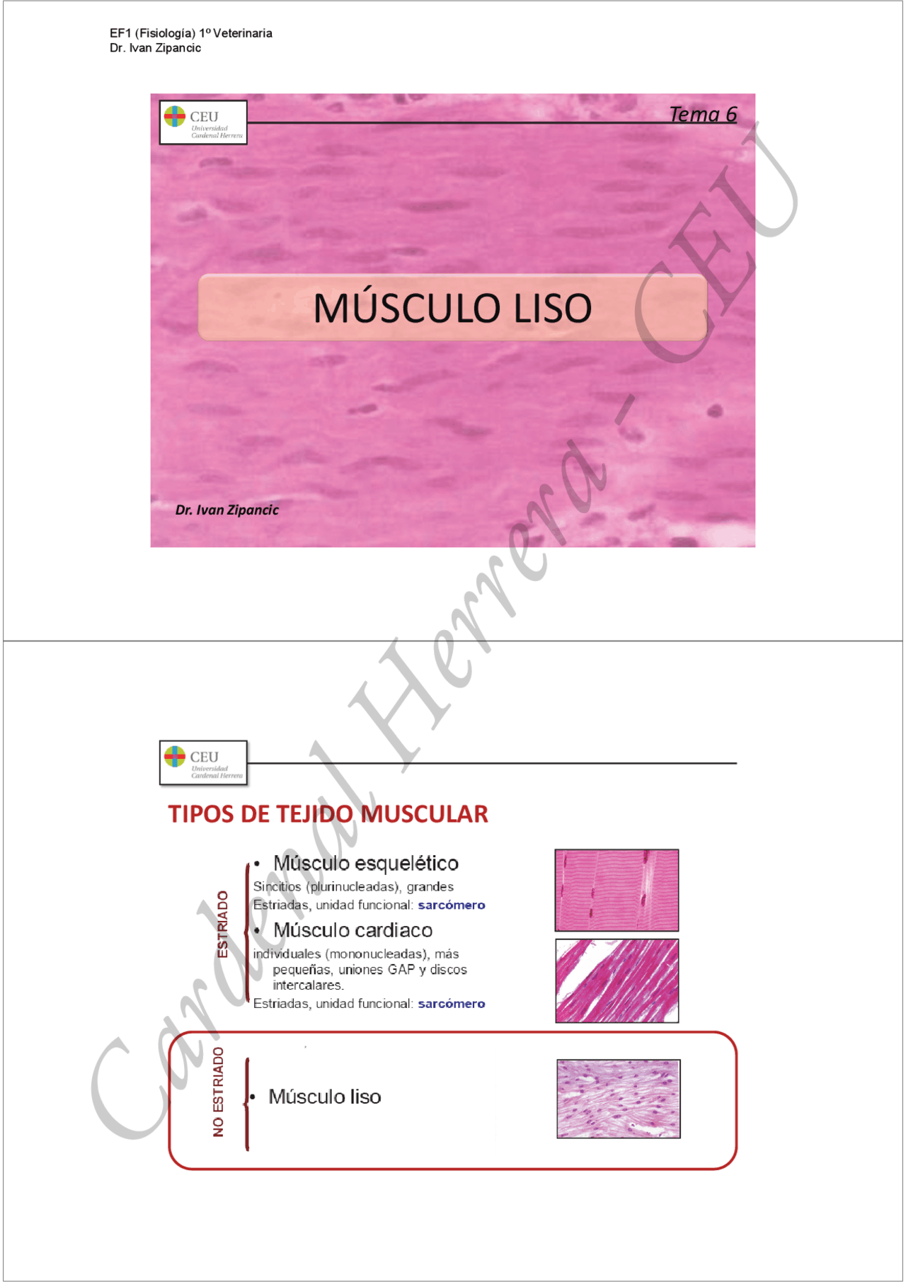 Musculo liso - Apuntes de Veterinaria - Docsity