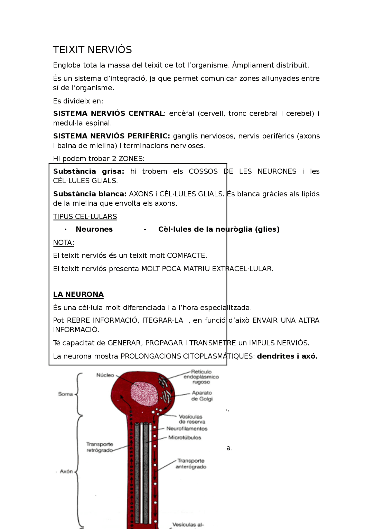 TEIXIT NERVIÓS - Apuntes de Histología - Docsity