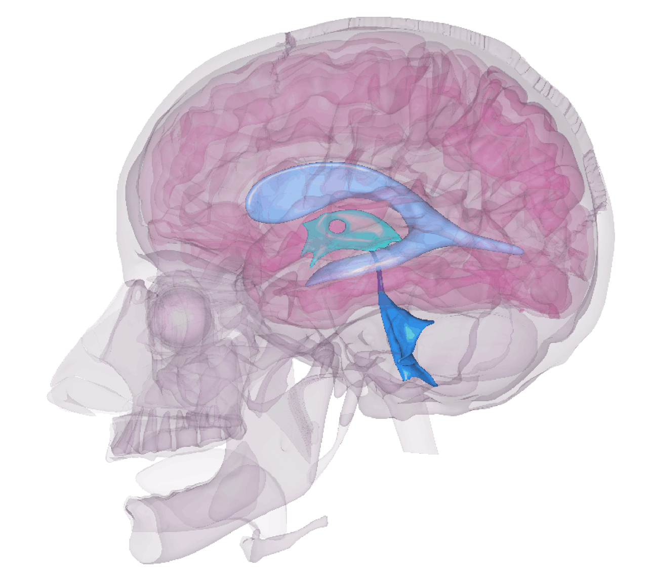 Esquema del sistema ventricular fet amb el web anatomography - Esquemas ...