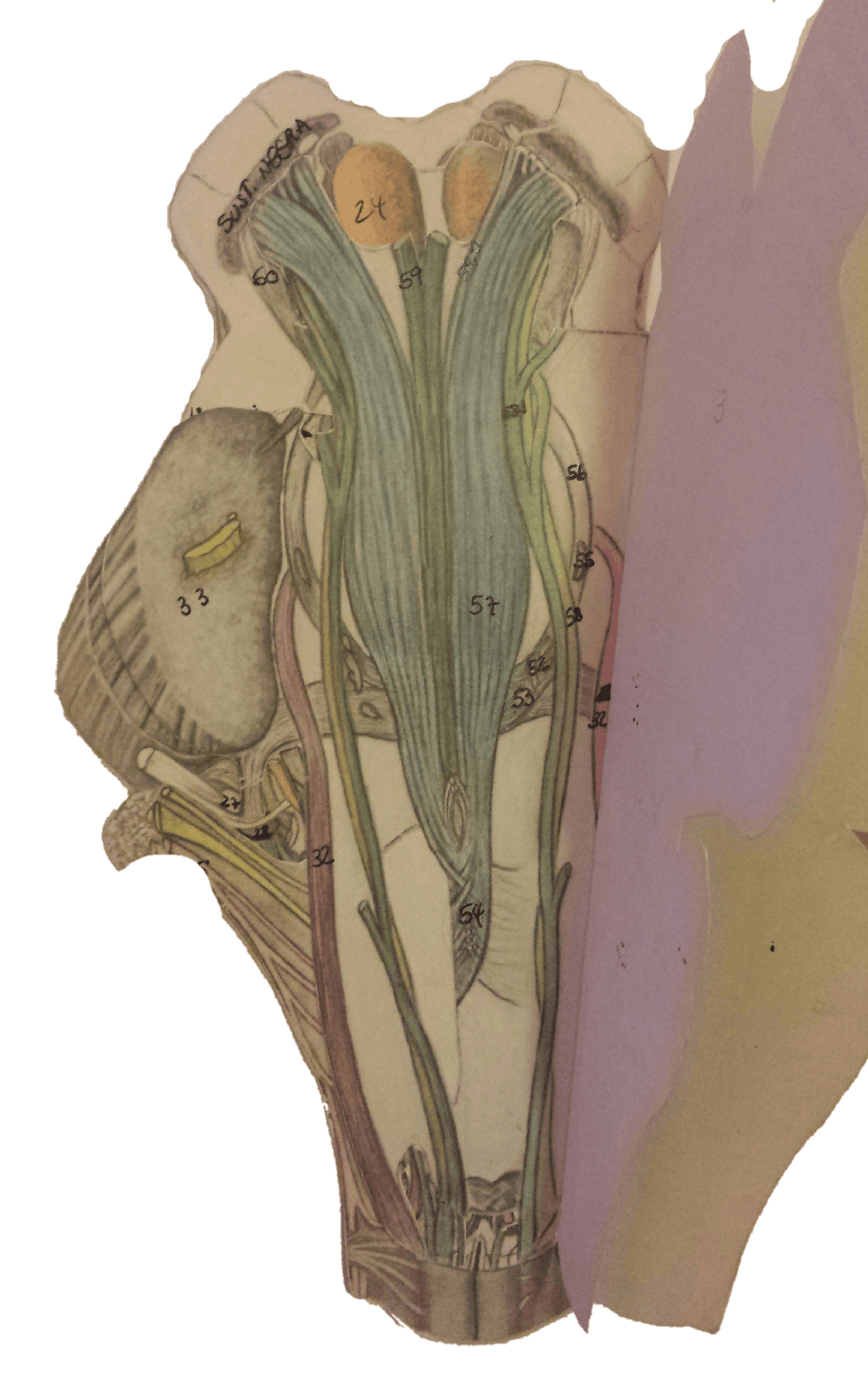 Anatomia bulbo - Apuntes de Anatomía - Docsity