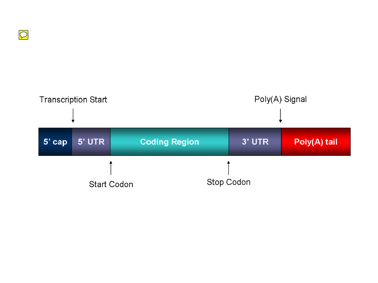Fig 5.16 Genes VII . Lewin, B - Apuntes de Biología Molecular - Docsity