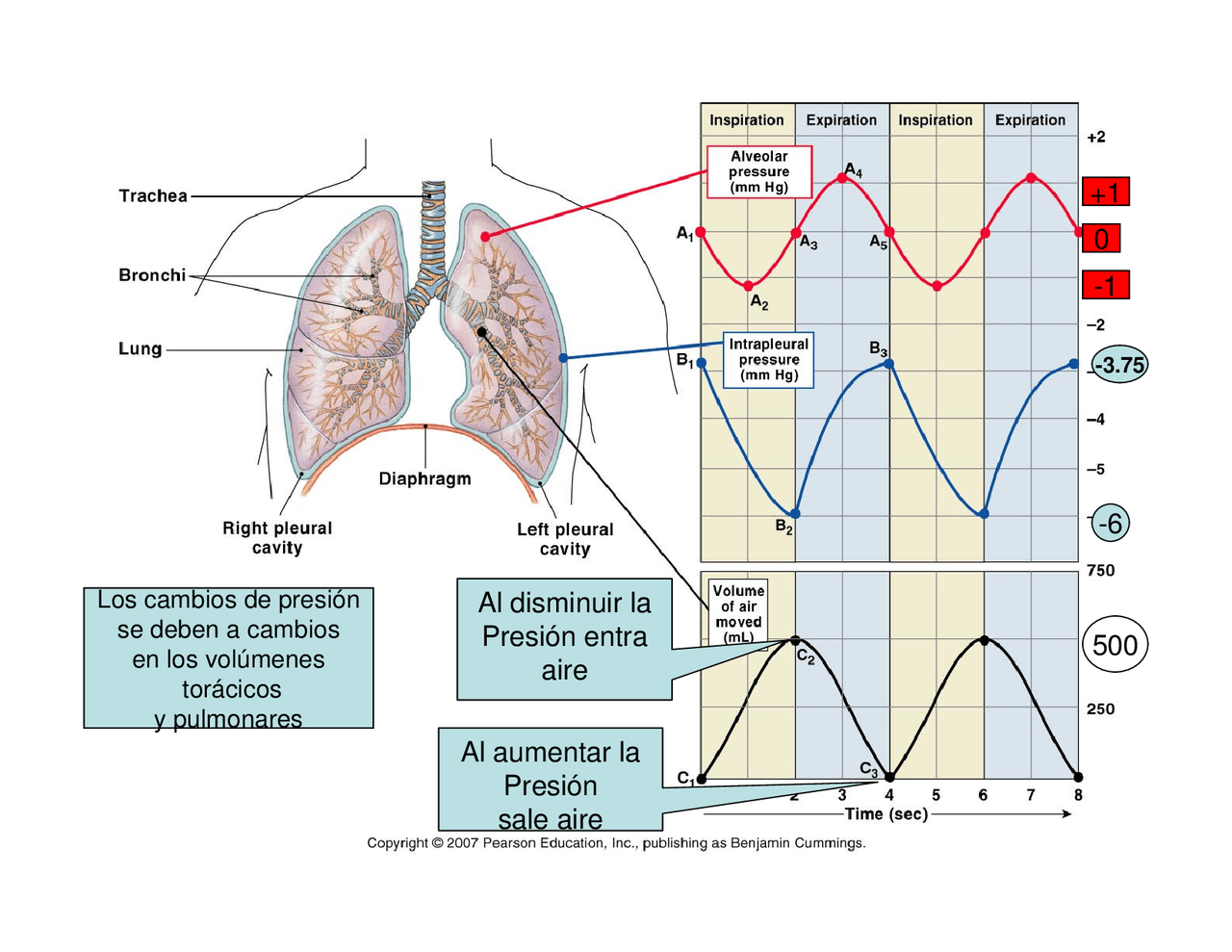 Presión transpulmonar (transmural) - Apuntes de Fisiología Animal - Docsity